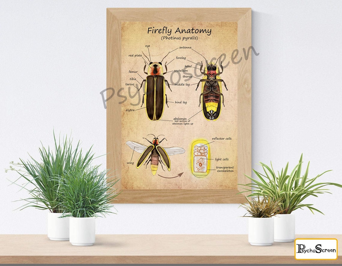 Firefly Anatomy Posters Printable Vintage and White Poster | Etsy