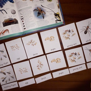 ANT Unit Study, MEGA Printable Ants Bundle for Anatomy, Life Cycle ...