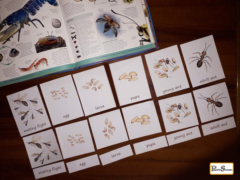 ANT Unit Study MEGA Printable ants bundle Ant anatomy | Etsy