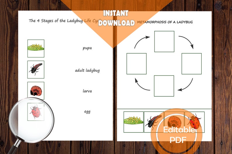 LADYBUG Unit Study MEGA Printable Ladybug Bundle Anatomy - Etsy