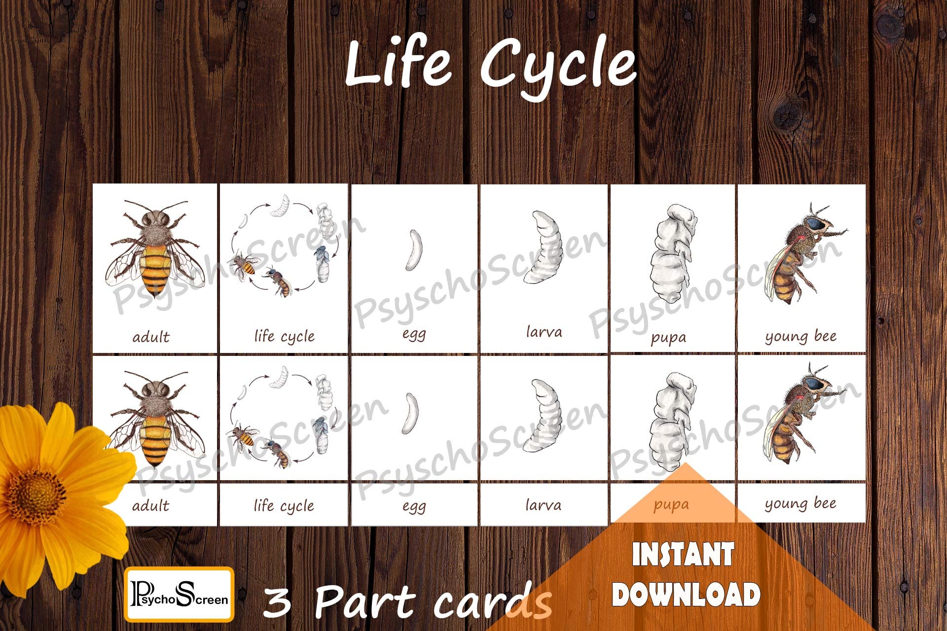 HONEY BEE Unit Study MEGA Printable Bees Bundle Anatomy - Etsy UK
