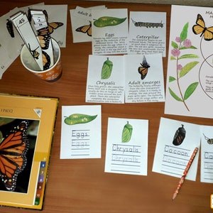 Monarch Butterfly Unit Study: Anatomy, Life Cycle, Montessori ...