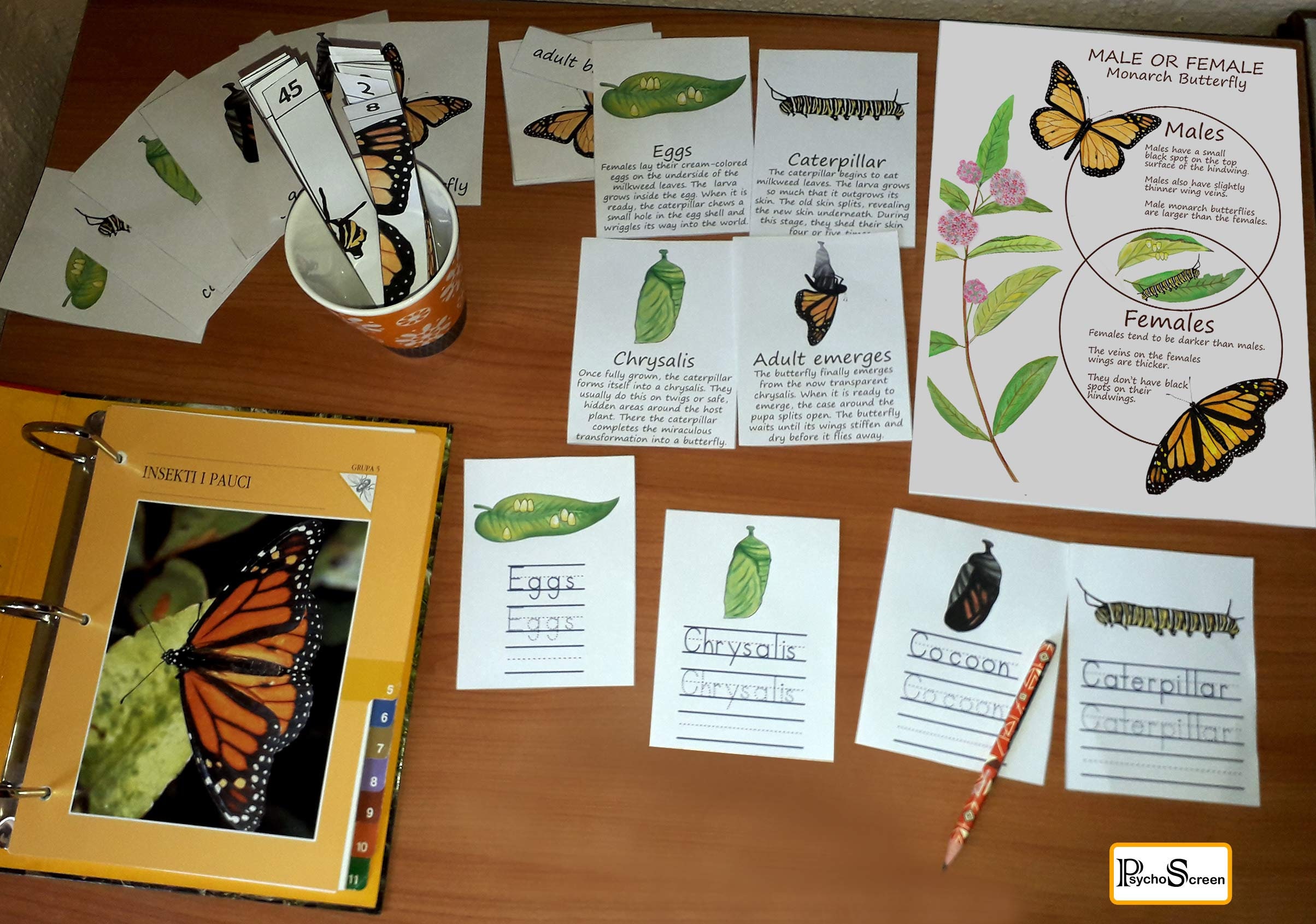 Monarch Butterfly Unit Study: Anatomy, Life Cycle, Montessori ...