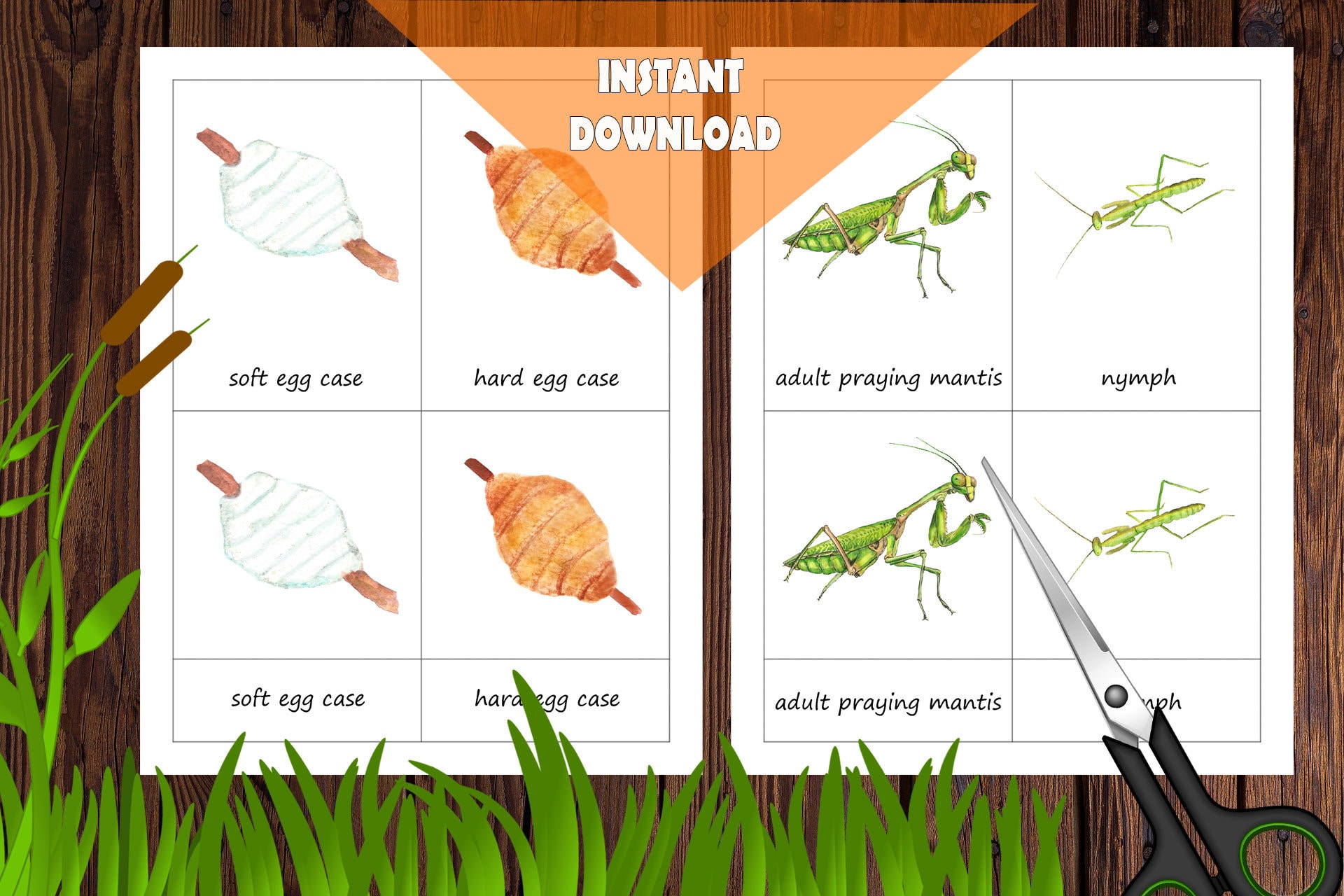 Praying Mantis Anatomy & Life Cycle: Watercolor Printables (digital ...