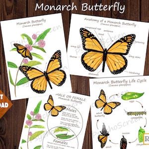 BUTTERFLY Busy Book, MINI Printable Butterfly Bundle With Anatomy, Life ...
