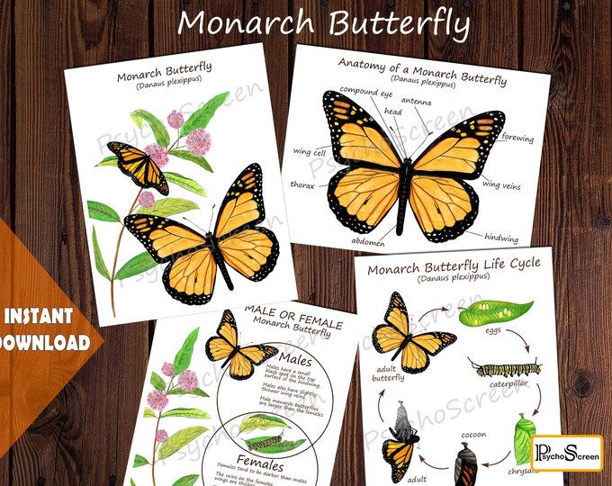 Anatomy of a Butterfly • Montessori Printable • Butterfly Study • Busy ...