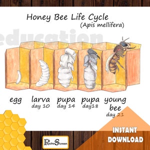 HONEY BEE Unit Study, Printable Bees Bundle With Anatomy, Body Parts ...