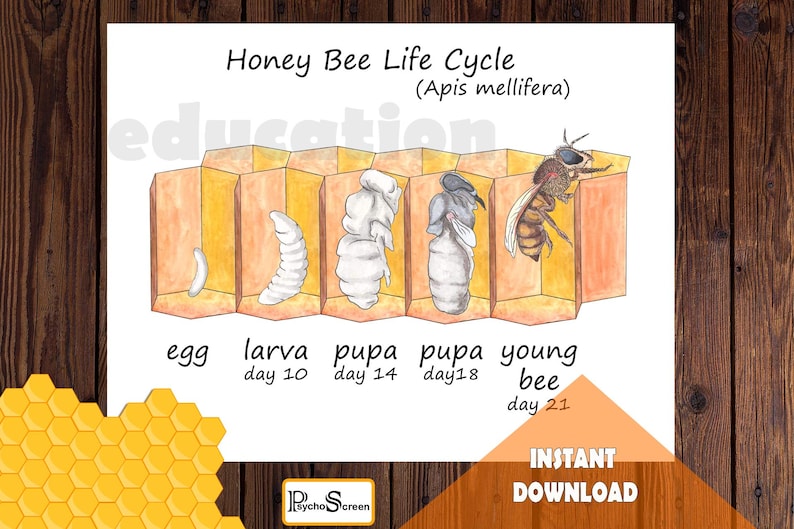 Honey Bee Life Cycle Printable: Anatomy Study, Homeschool Science (PDF ...