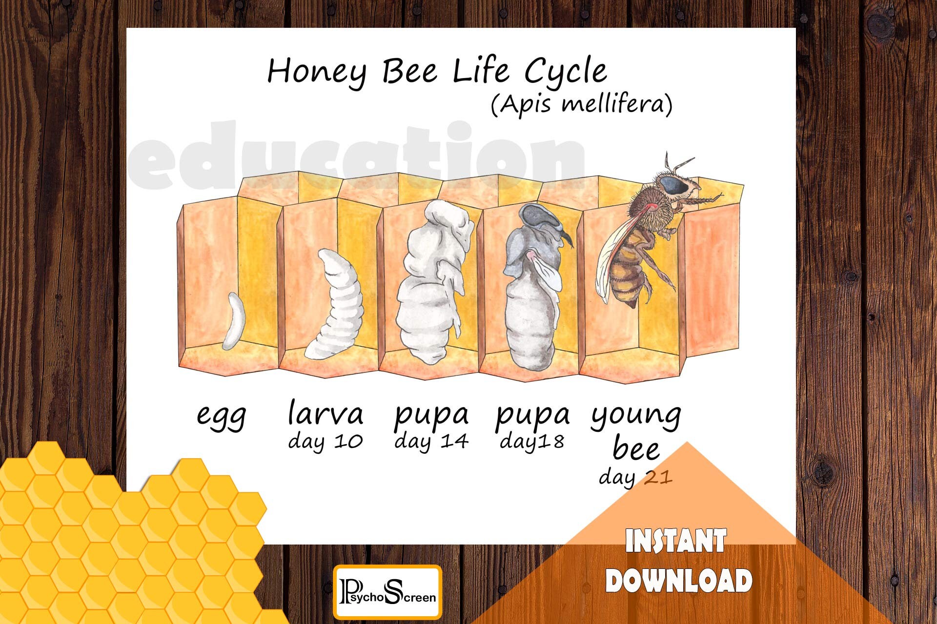HONEY BEE Unit Study MINI Printable Bees Bundle Anatomy - Etsy