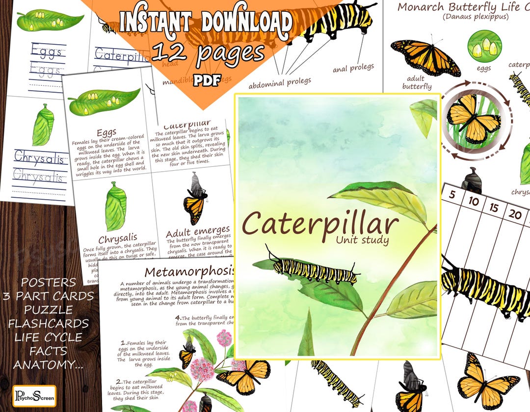 Montessori Caterpillar to Butterfly Life Cycle Printable and Anatomy ...