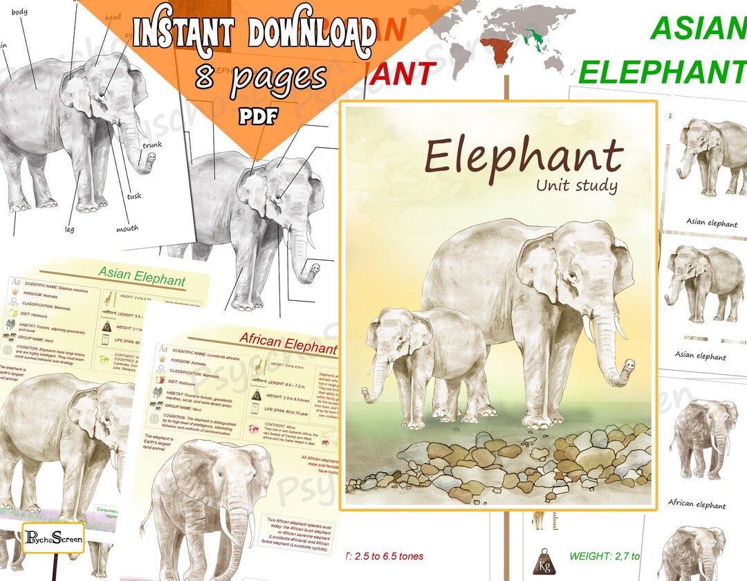 Elephant Anatomy Study: Watercolor Posters, Cards, Montessori Mammal ...