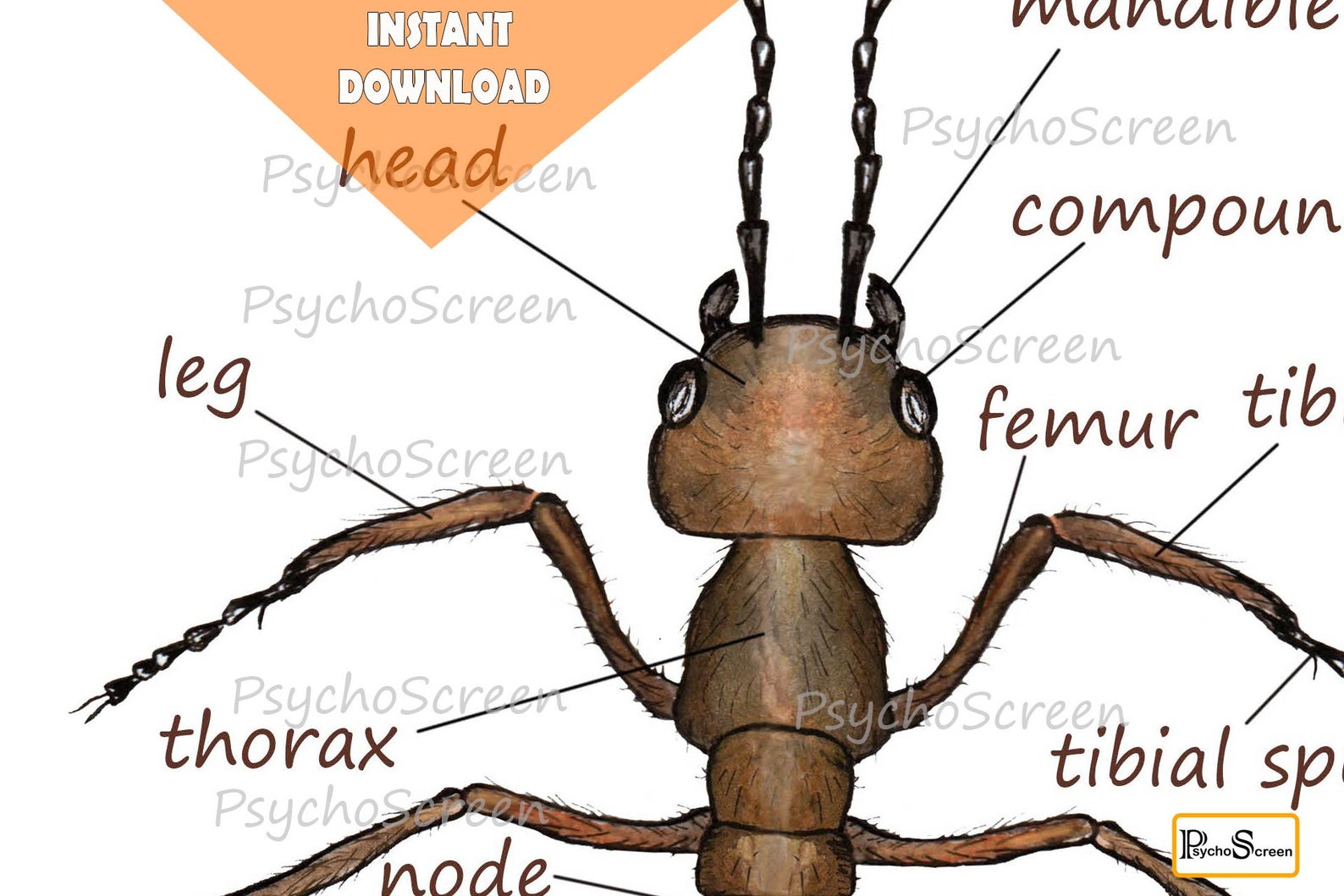 ANT Unit Study MEGA Printable Ants Bundle Ant Anatomy - Etsy Canada