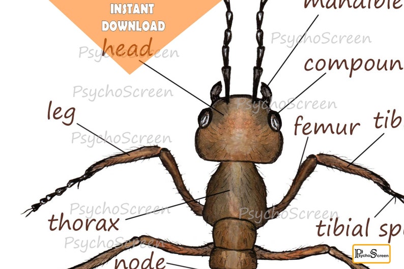 ANT Unit Study MEGA Printable Ants Bundle Ant Anatomy - Etsy Canada