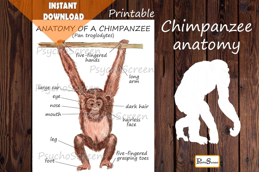 CHIMPANZEE Unit Study: MINI Printable Monkey Set With Anatomy, Body ...