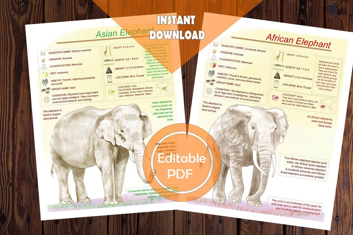 ELEPHANT Unit Study MINI Printable Bundle Anatomy - Etsy Canada
