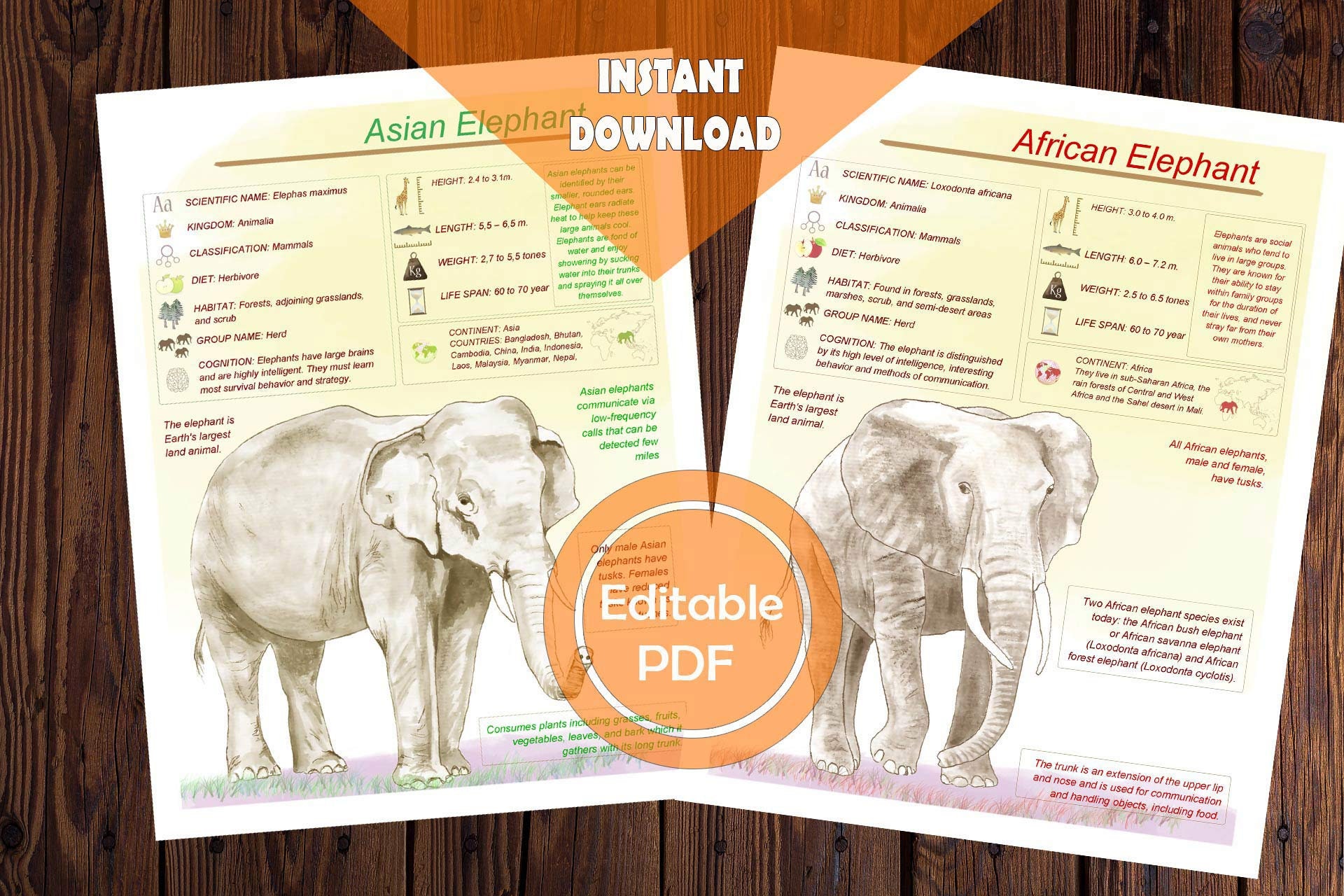 ELEPHANT Unit Study MINI Printable bundle Anatomy | Etsy