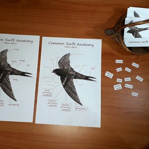 Swift Unit Study, MINI Printable Swifts Bundle With Anatomy, Diagram ...