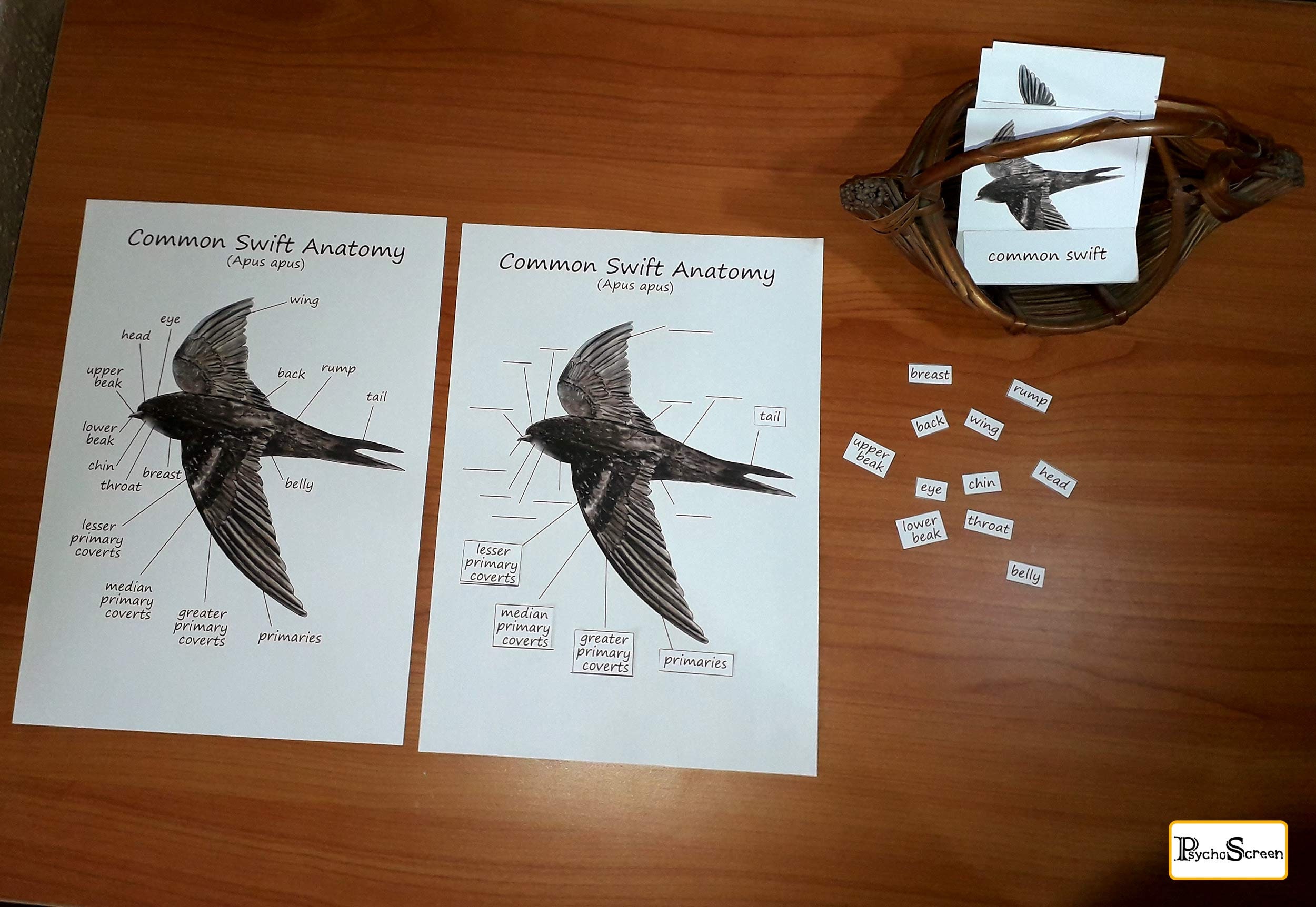 Swift Unit Study MINI Printable Swifts Bundle Common Swift - Etsy