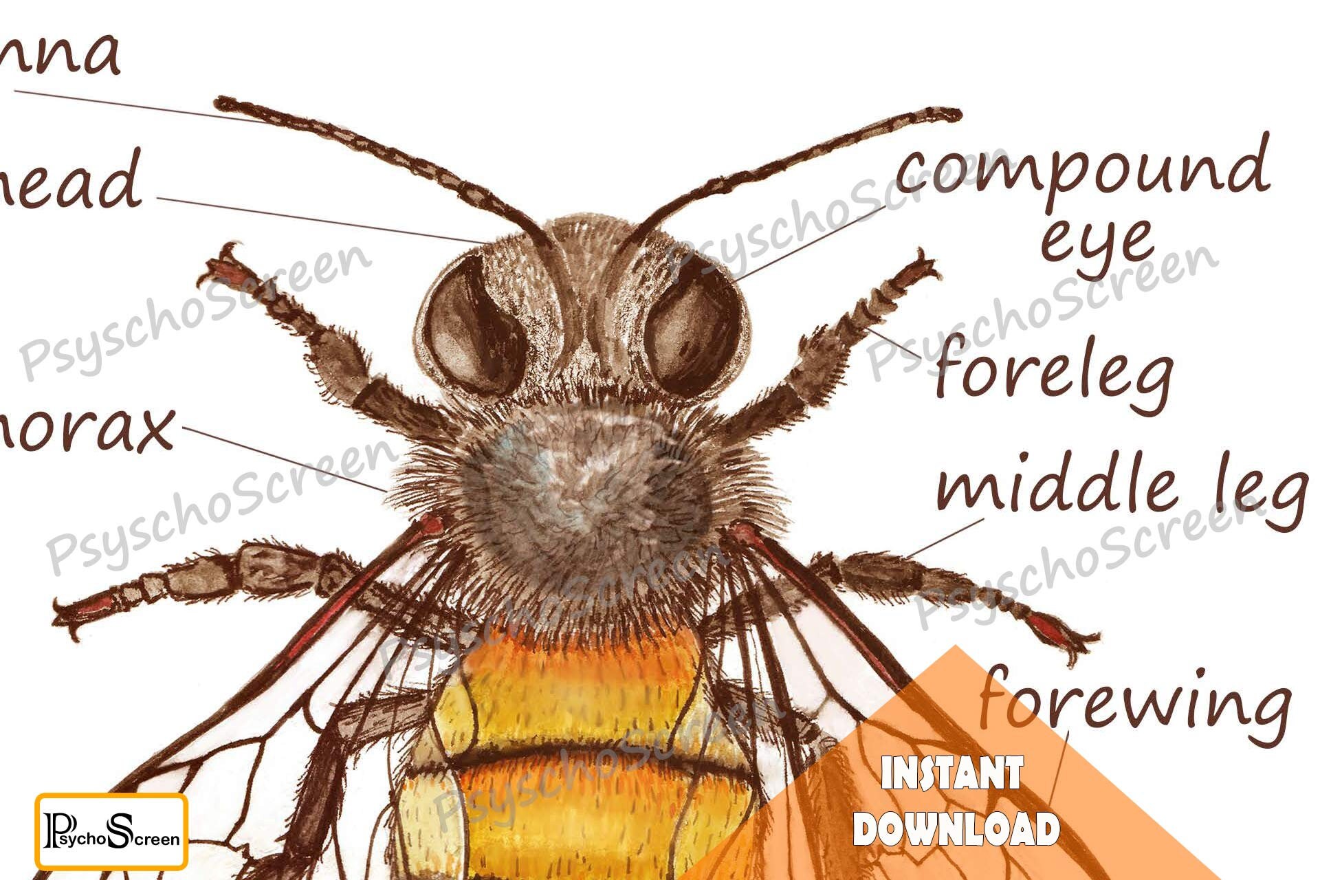 BEE Life Cycle Unit Study MINI Printable Bees Bundle All - Etsy Canada