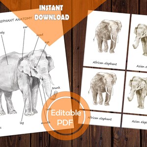ELEPHANT Unit Study MINI Printable bundle Anatomy | Etsy