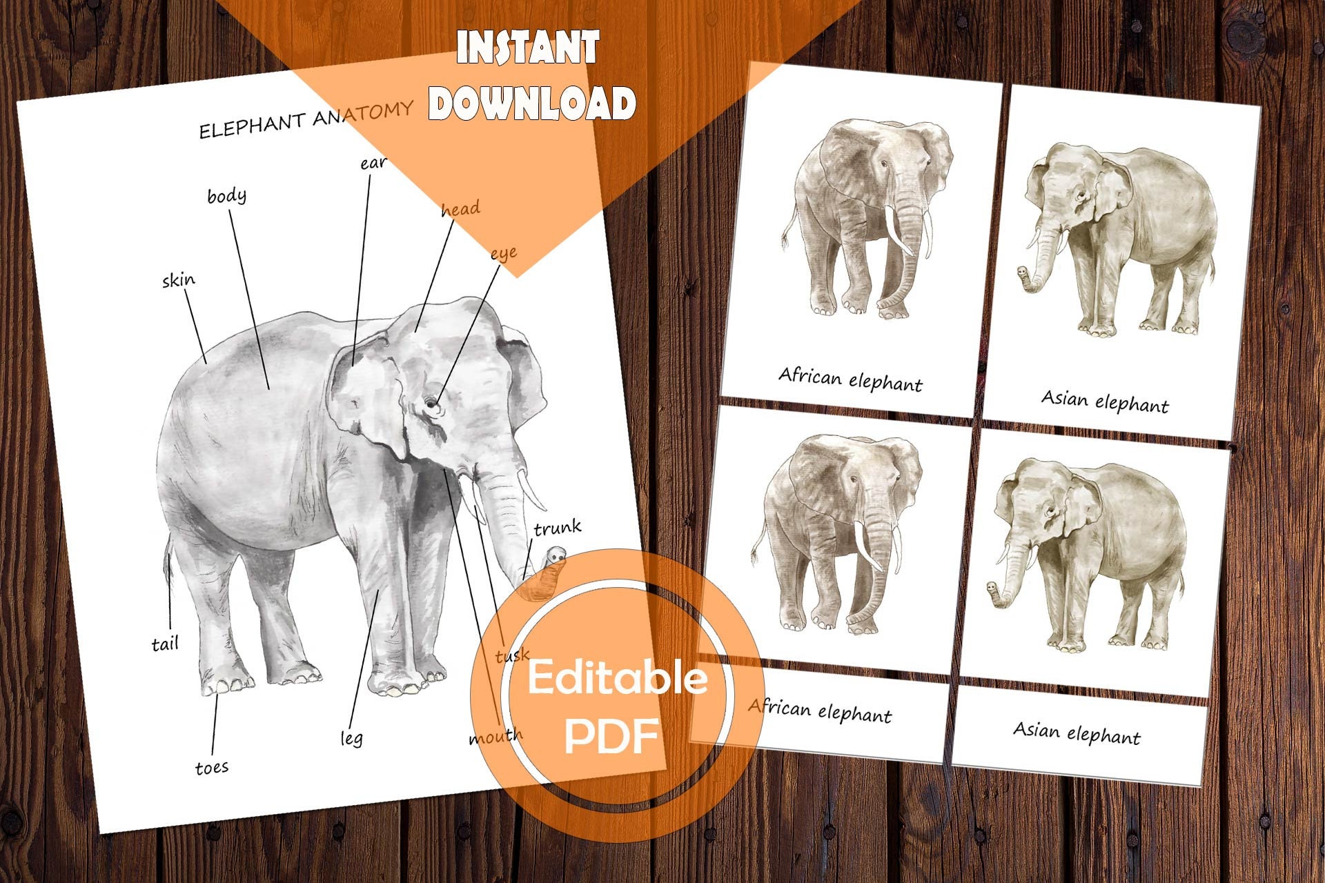 ELEPHANT Unit Study MINI Printable Bundle Anatomy - Etsy Canada