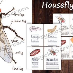 HOUSEFLY Unit Study ,MEGA Printable Flies Bundle With Posters, Anatomy ...