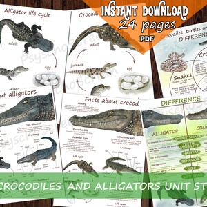 CROCODILES and ALLIGATORS Unit Study, Printable Bundle With Anatomy ...