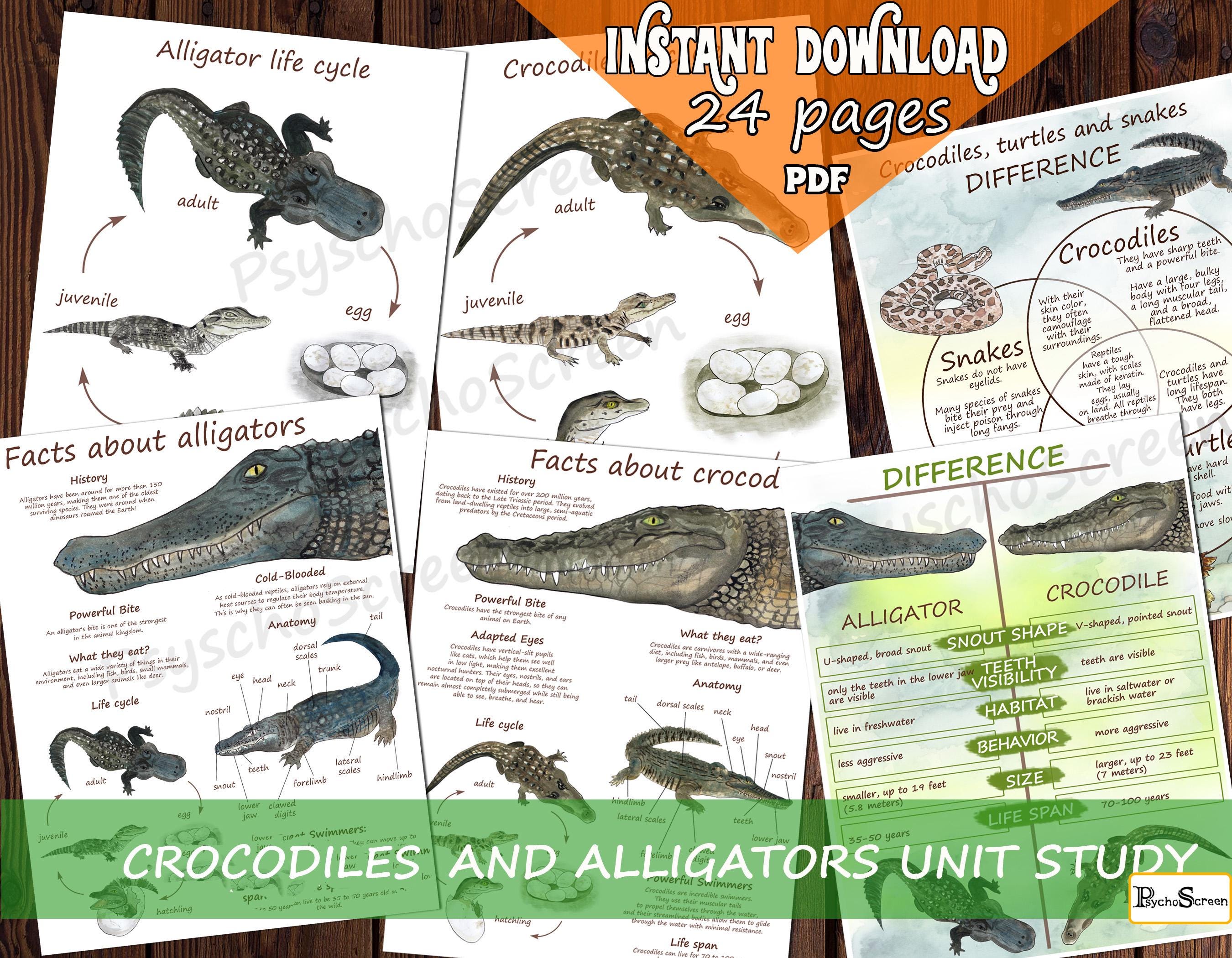 Crocodile & Alligator Nature and Unit Study for Kids: Anatomy, Life ...