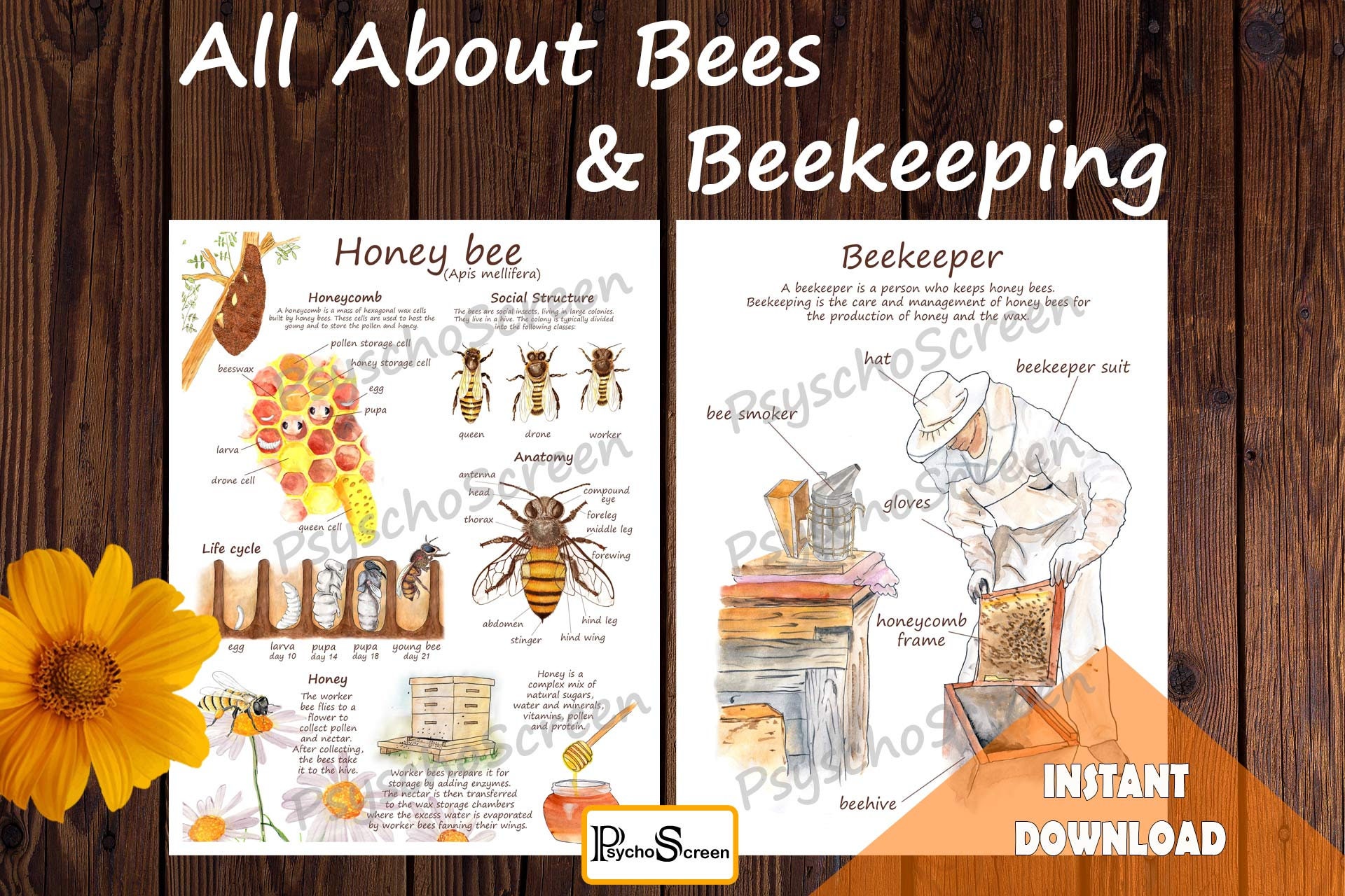 HONEY BEE Unit Study MEGA Printable Bees Bundle Anatomy - Etsy UK