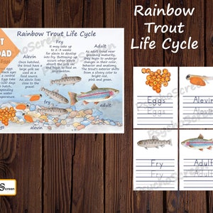 Rainbow Trout Unit Study: Watercolor Anatomy, Life Cycle, 3D Model ...