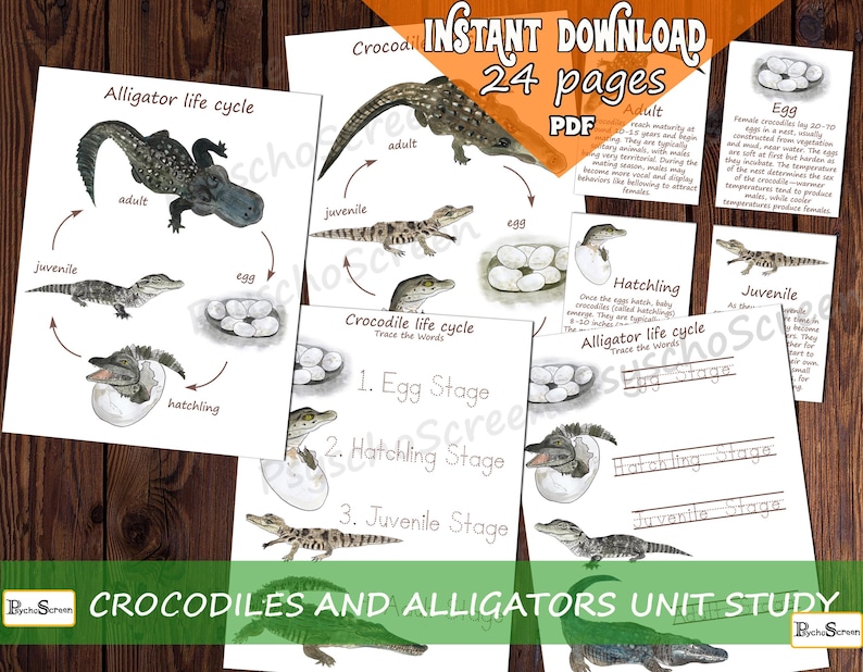 Crocodile & Alligator Anatomy, Life Cycle, Posters for Kids Activities ...