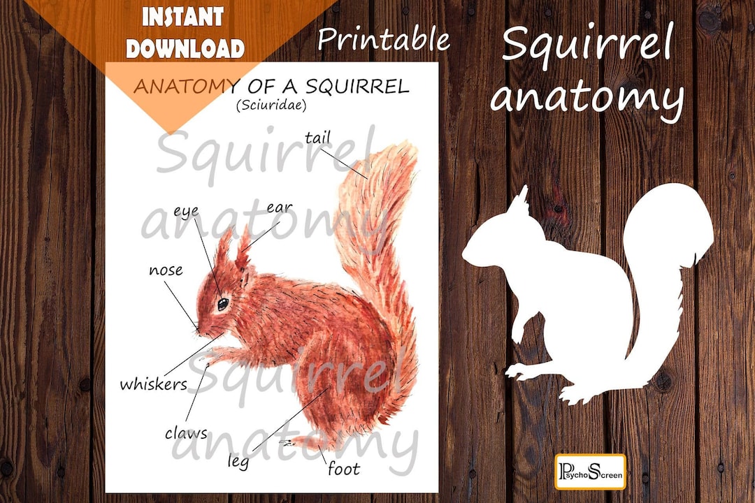 SQUIRREL Anatomy Poster, Body Parts, Montessori Materials for Mammals ...
