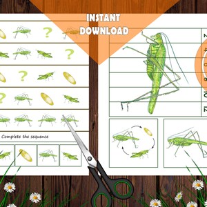 GRASSHOPPER Unit Study, MEGA Printable Bundle for Anatomy, Life Cycle ...