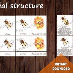 BEE Organization Unit Study MINI Printable Bees Bundle - Etsy