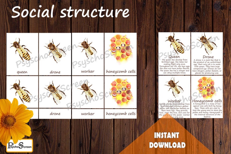 BEE Organization Unit Study MINI Printable Bees Bundle - Etsy