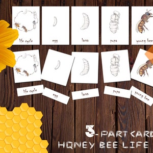 HONEY BEE Unit Study, MINI Printable Bees Bundle With Anatomy, Facts ...