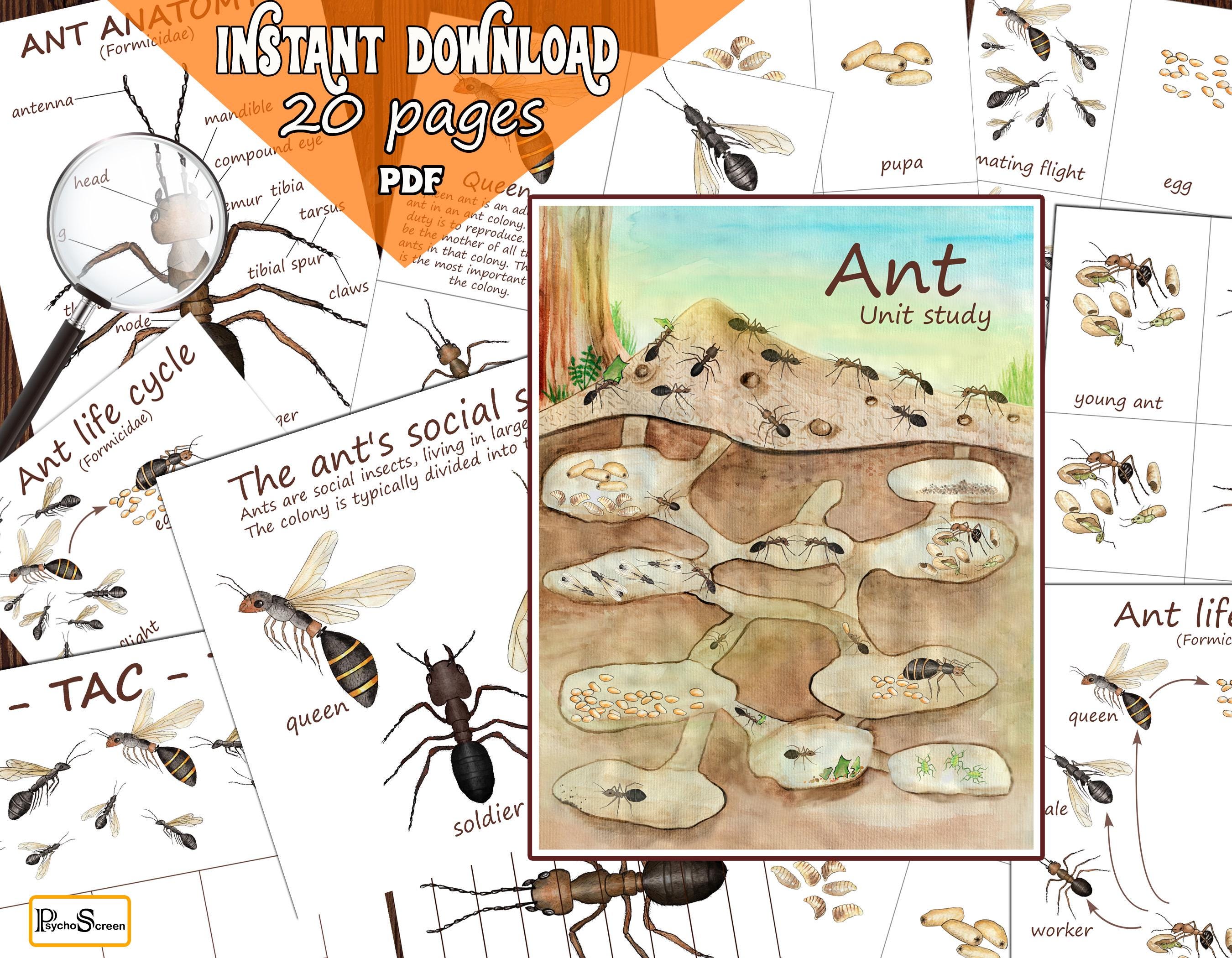 Watercolor Ant Nature and Unit Study for Kids: Anatomy & Life Cycle ...