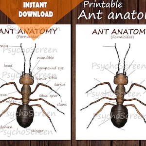 Watercolor Ant Nature and Unit Study for Kids: Anatomy & Life Cycle ...