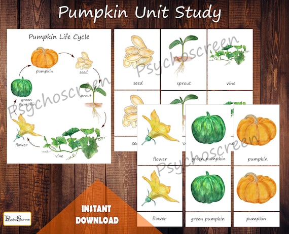 PUMPKIN Life Cycle Unit Study MINI Printable Pumpkins Bundle - Etsy