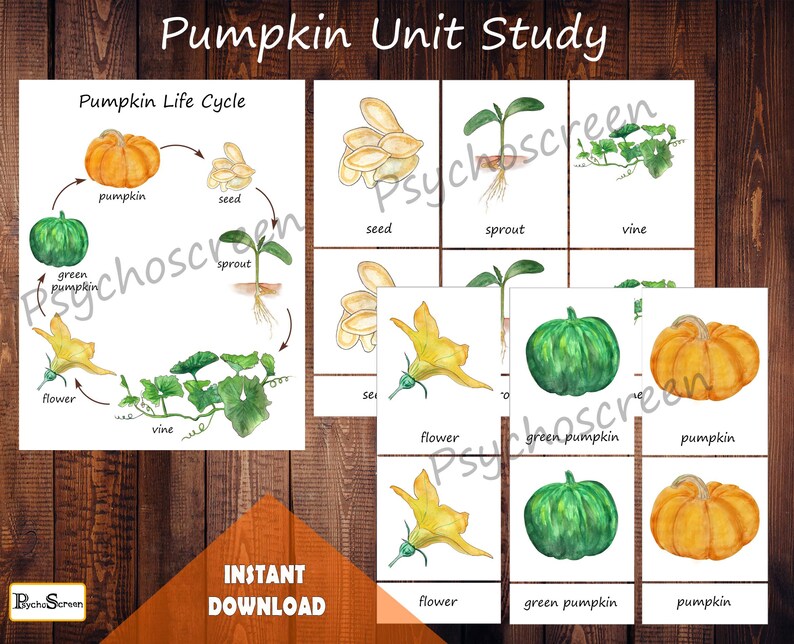 PUMPKIN Life Cycle Unit Study MINI Printable Pumpkins Bundle - Etsy