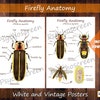 5 NATURE SETS, Bundle of Insects Anatomy and Life Cycle Prints ...
