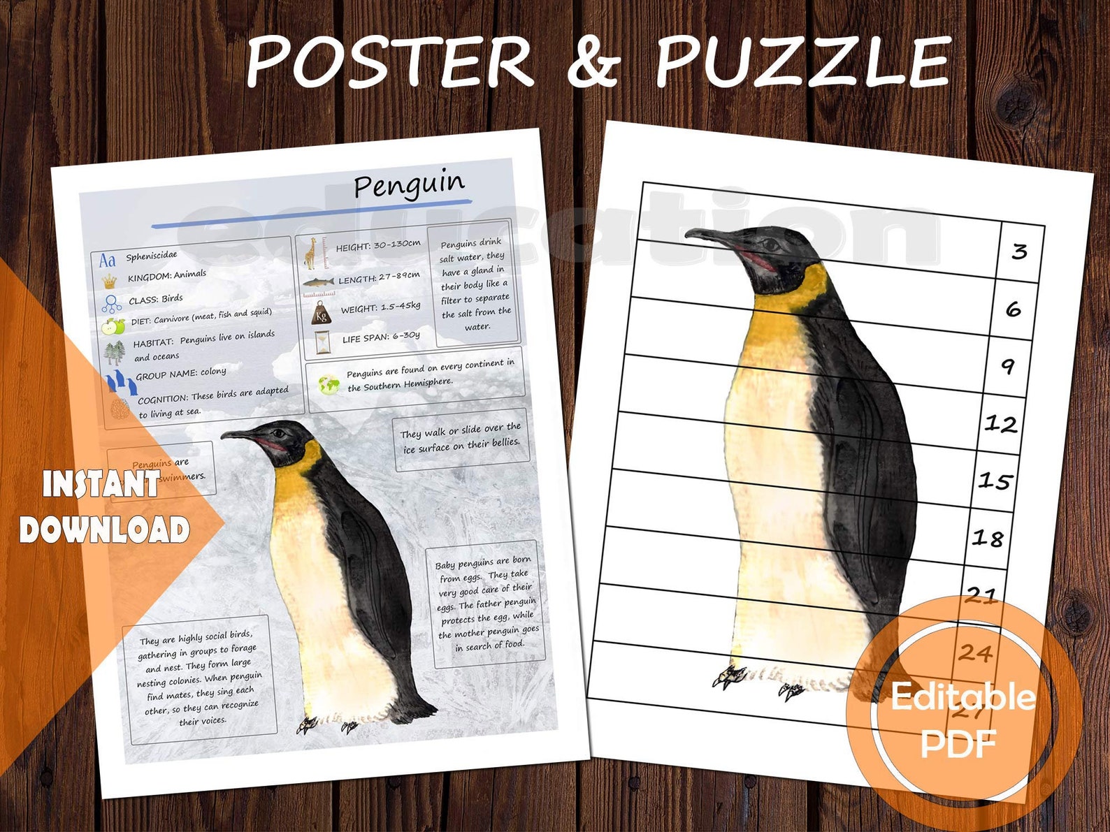 PENGUIN Unit Study MEGA Printable bundle Anatomy diagram | Etsy