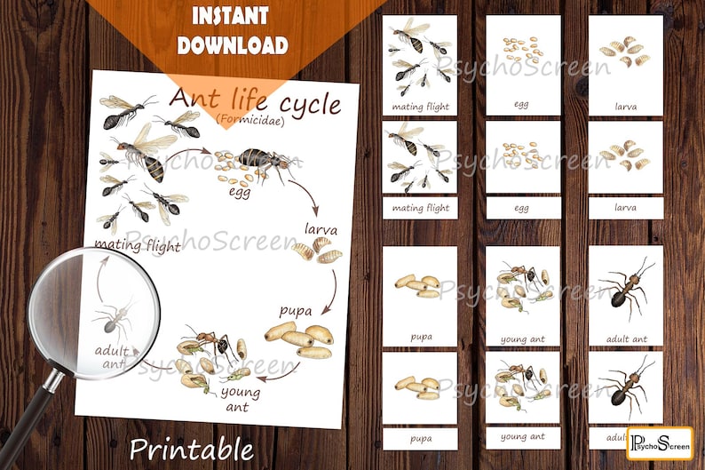 ANT Unit Study MEGA Printable ants bundle Ant anatomy | Etsy