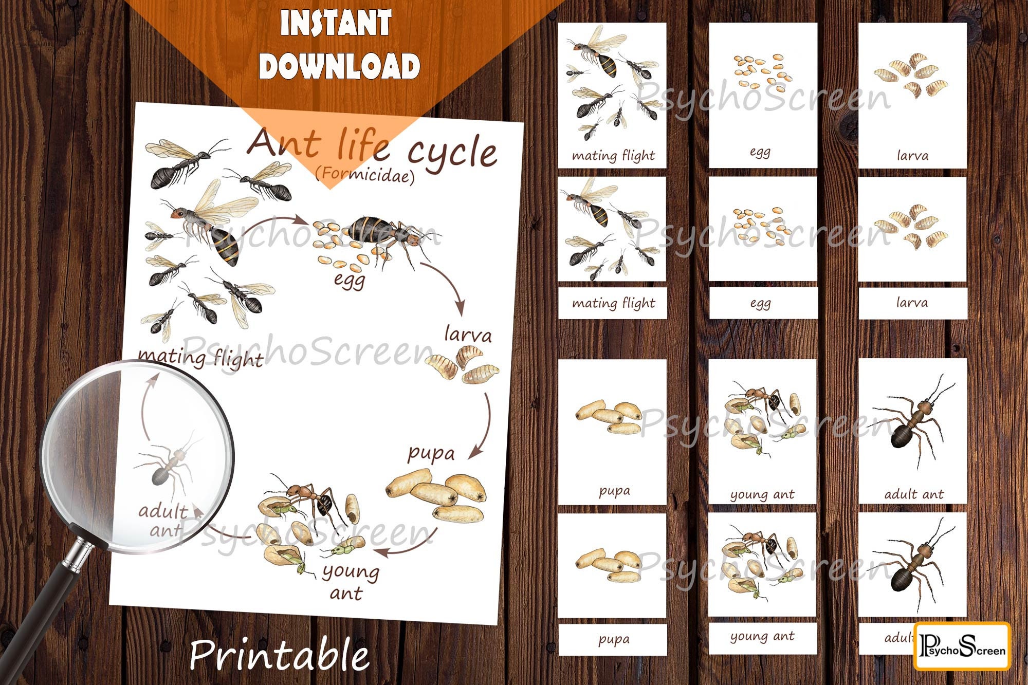 Watercolor Ant Nature and Unit Study for Kids: Anatomy & Life Cycle ...