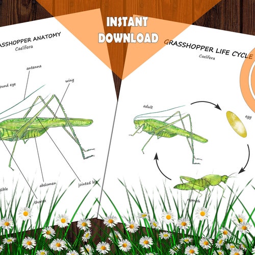 GRASSHOPPER Unit Study MEGA Printable Bundle Anatomy Life | Etsy
