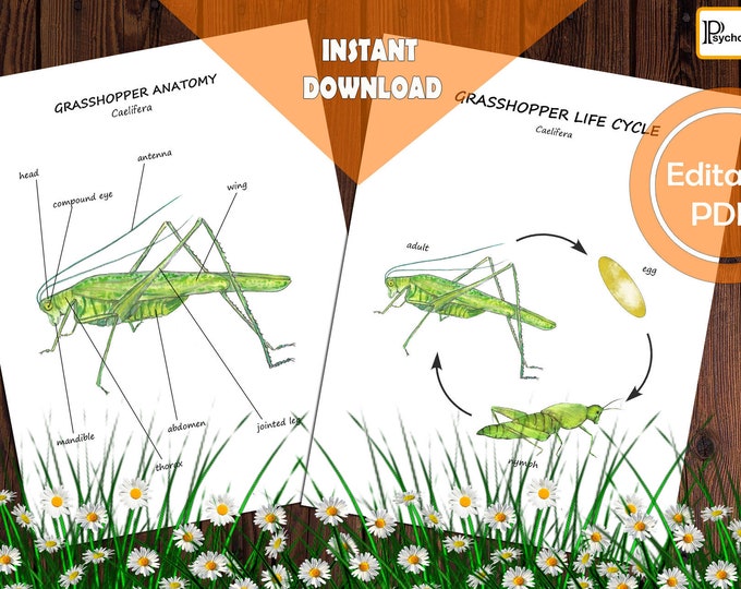 Parts of a Grasshopper Nomenclature Book Montessori Zoology Printable ...