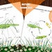 GRASSHOPPER Unit Study MEGA Printable Bundle Anatomy Life - Etsy