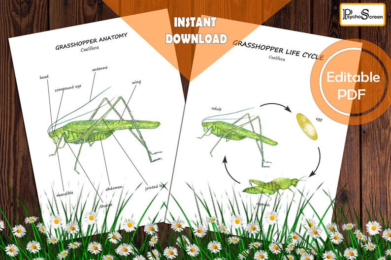 GRASSHOPPER Unit Study MEGA Printable Bundle Anatomy Life | Etsy