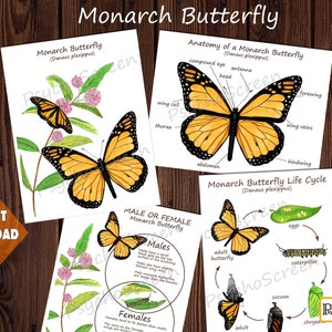 Monarch Butterfly Unit Study: Anatomy, Life Cycle, Montessori ...
