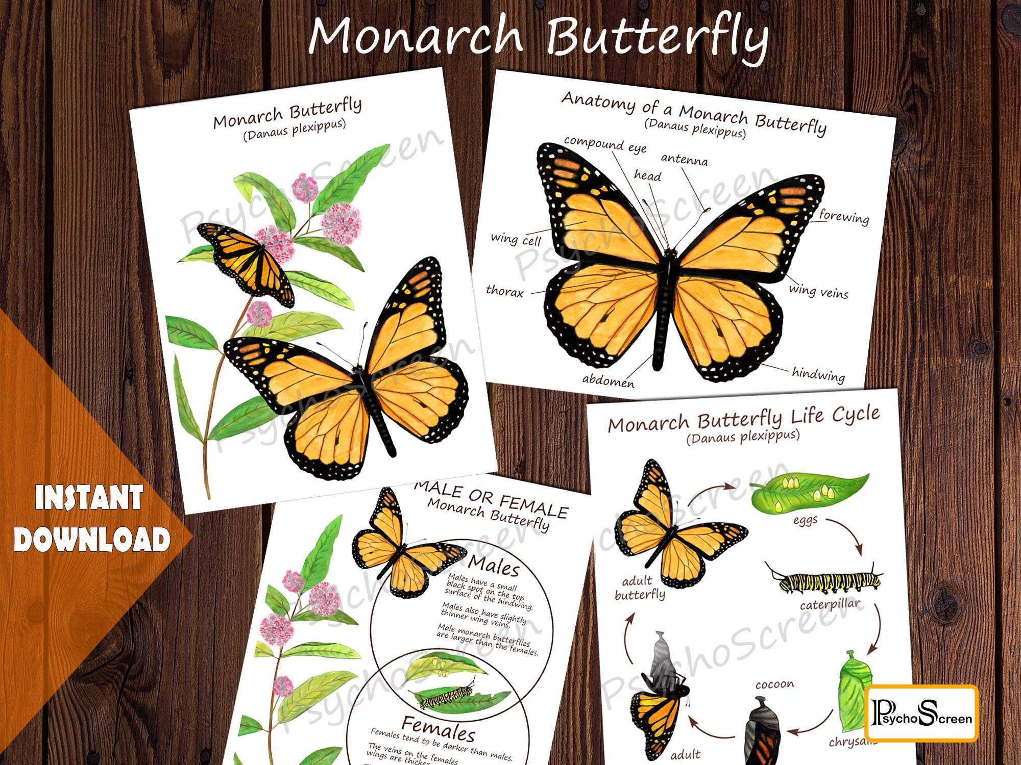 Monarch Butterfly Unit Study: Anatomy, Life Cycle, Montessori ...